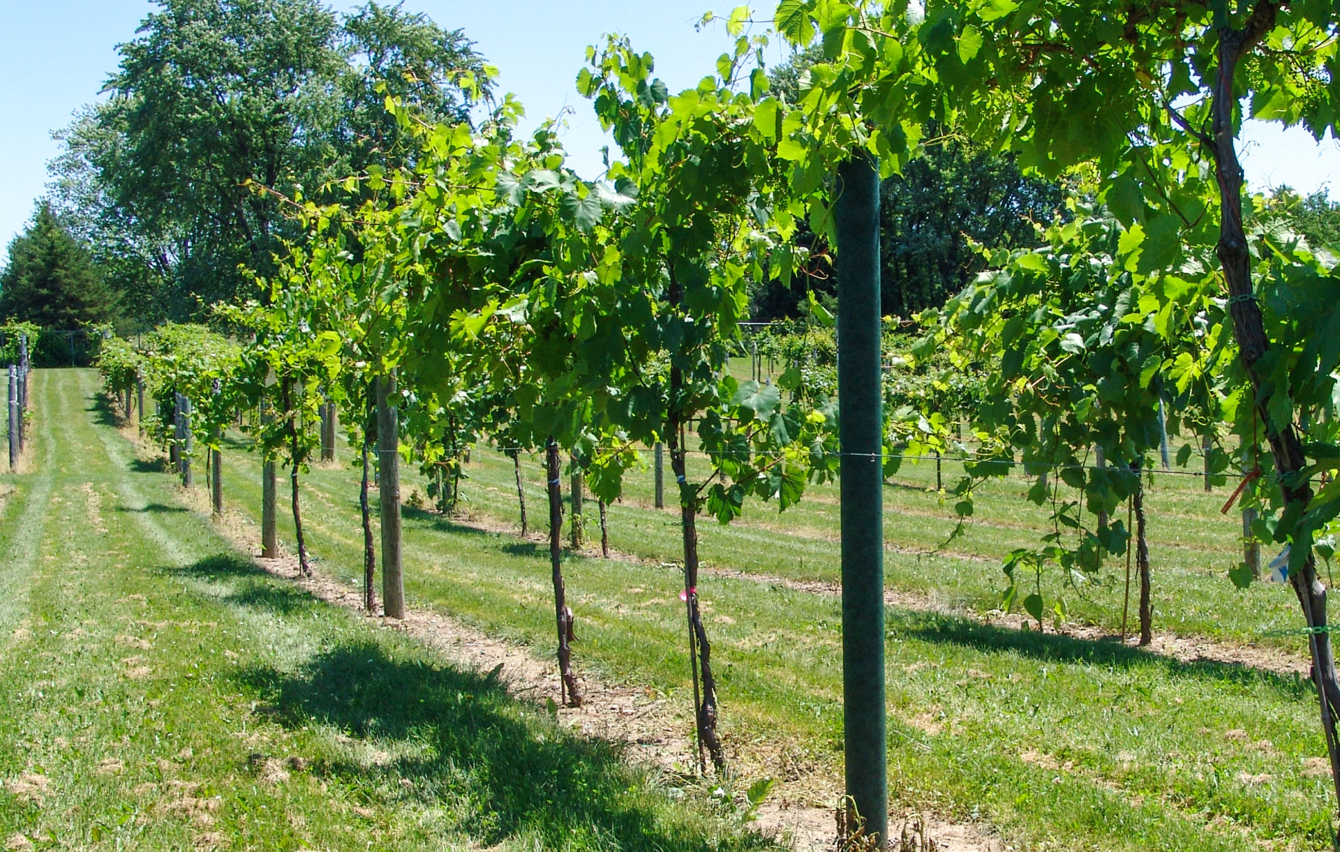 Reasons to Use Recycled Plastic Vineyard Posts - Tangent