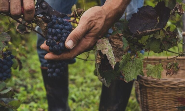 Tips for Making a Vineyard Sustainable - Tangent Articles